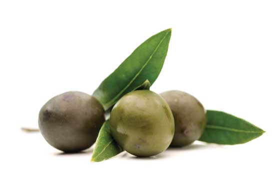 A Family-Owned Olive Mill in Arizona - Mother Earth Living